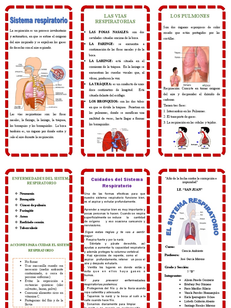 Triptico Sistema Respiratorio | PDF | Respiración | Pulmón