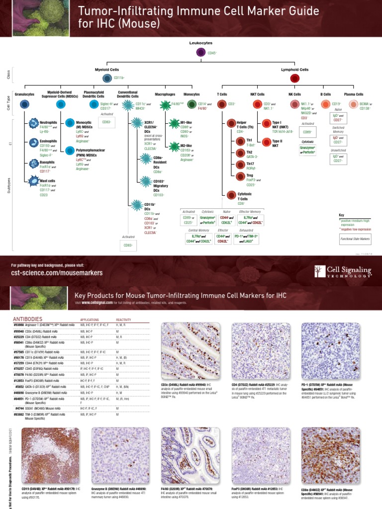 Tumor-Infiltrating Immune Cell Marker Guide (Mouse) : Leukocytes | PDF ...