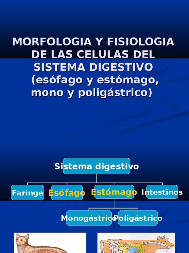 Celulas Del Esofago y Estomago | PDF | Membrana mucosa | Estómago