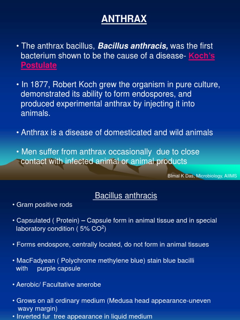 Anthrax: Koch's Postulate | PDF | Anthrax | Bacillus