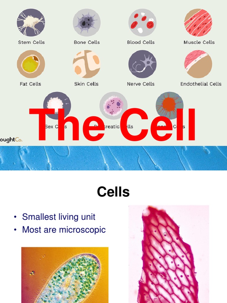 General Biology 1: The Cells | PDF | Cell (Biology) | Cell Membrane