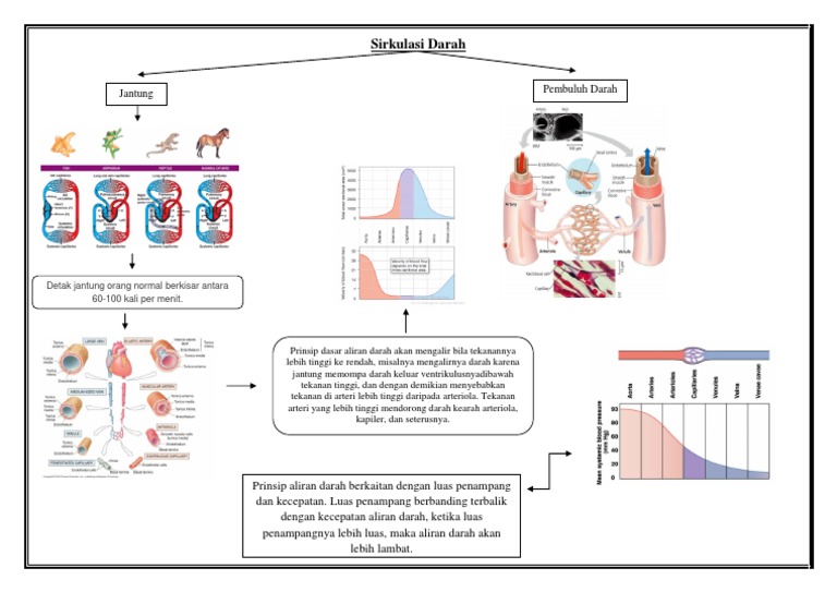 MIND MAP Sirkulasi Darah | PDF