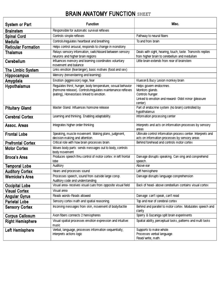 Brain Anatomy and Functions Cheat Sheet | PDF | Neurotransmitter ...