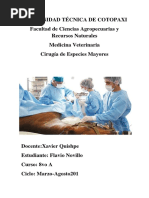 Caudectomia | PDF | Cirugía | Enfermedades y trastornos