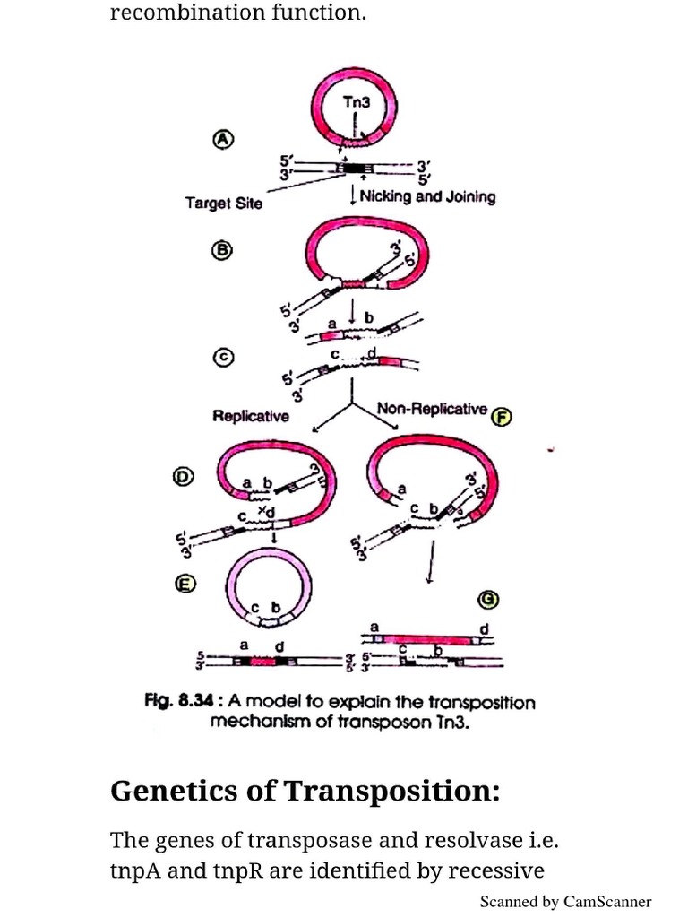 Transposition | PDF