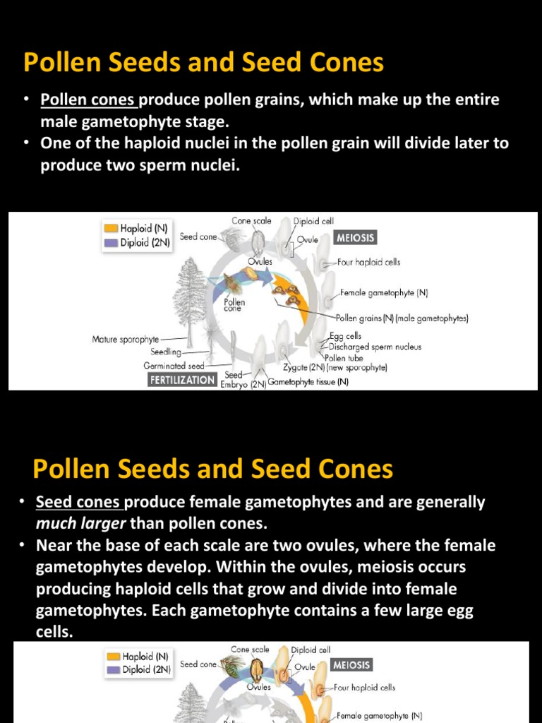 Pollen Seeds and Seed Cones | PDF | Fertilisation | Pollination