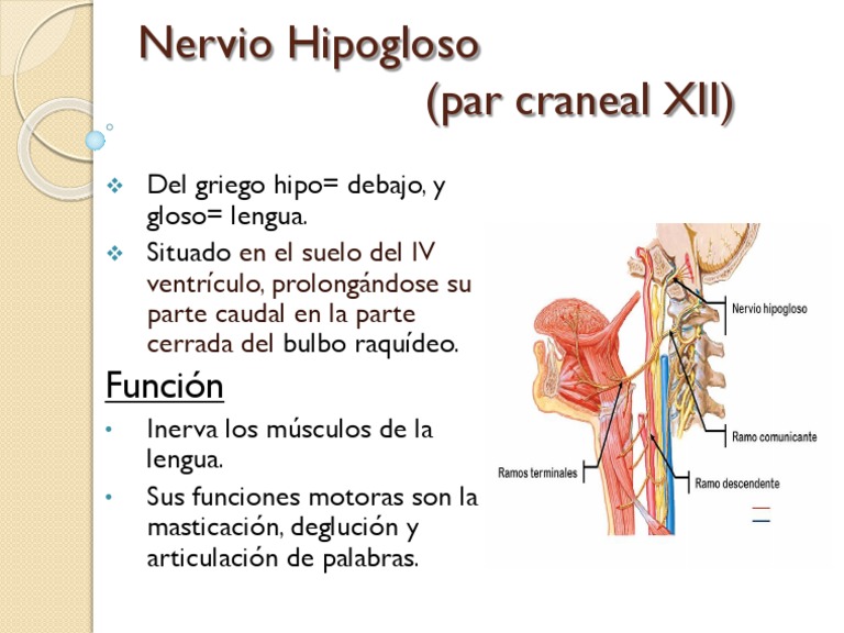 Nervio Hipogloso