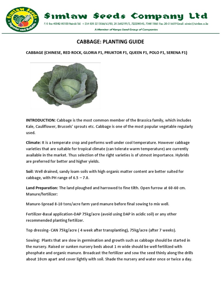 Cabbage: Planting Guide | PDF | Cabbage | Leaf