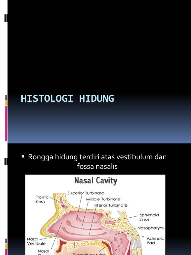 Histologi Rongga Hidung dan Sinus | PDF