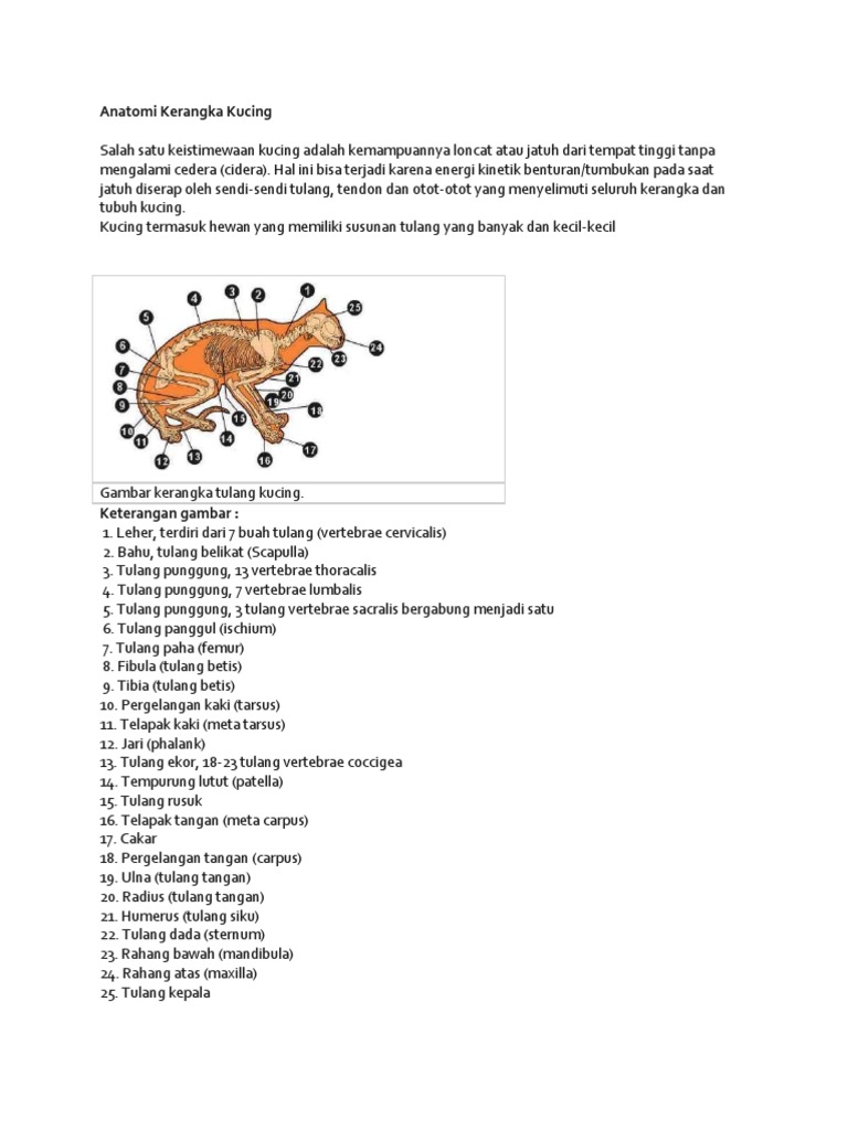 Anatomi Kerangka Kucing | PDF | Teknologi & Rekayasa