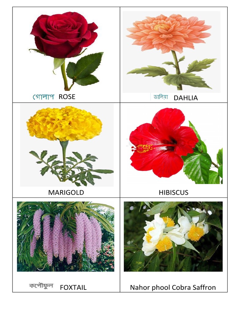 Nahor Flower and Its Varieties | PDF
