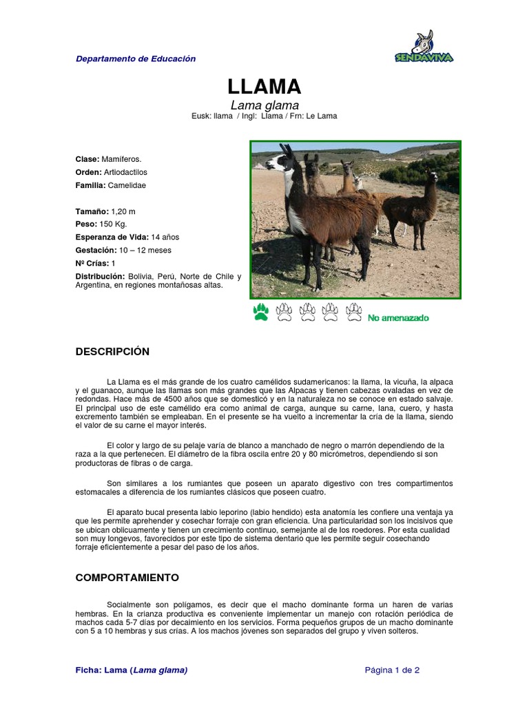 Ficha LLAMA - Lama Glama | PDF | Naturaleza