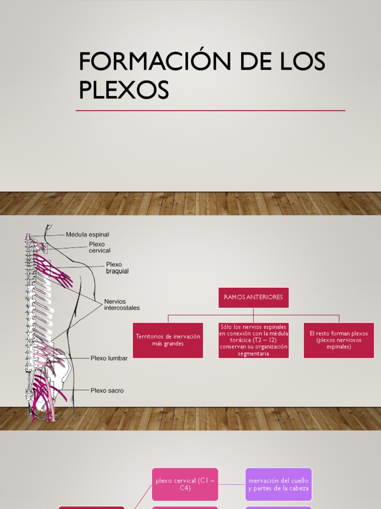 Formación de Los Plexos | PDF