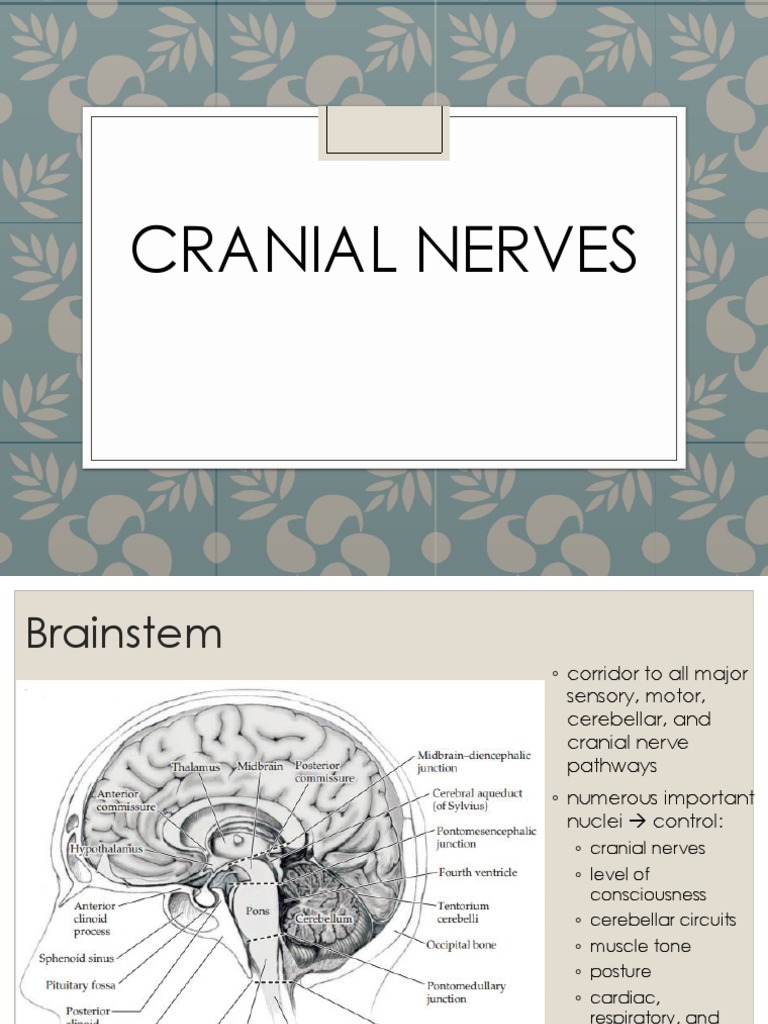 Overview of Cranial Nerves Functions | PDF | Human Head And Neck ...