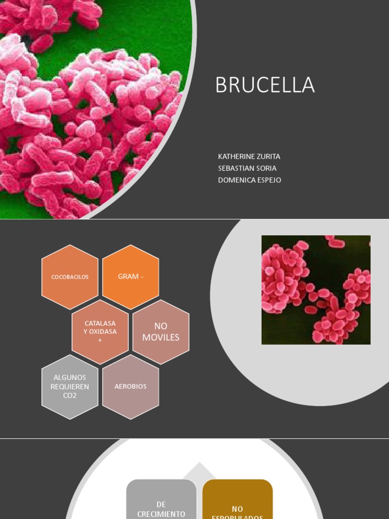 BRUCELLA | PDF | Microbiología | Ciencias de la Salud