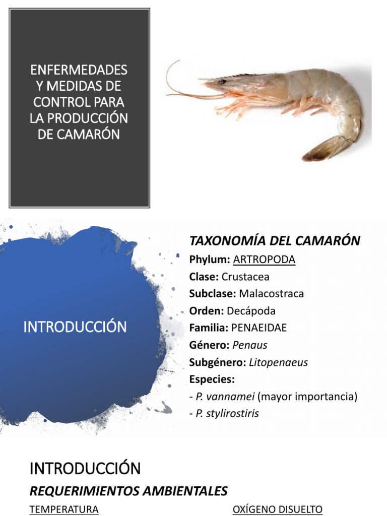 Protección Animal Camarón Pdf Virus Infección