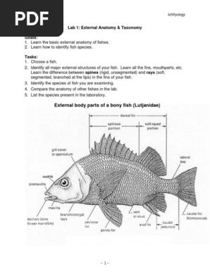 External Anatomy Fish BIO370 Perch Dissection | Fish Anatomy,