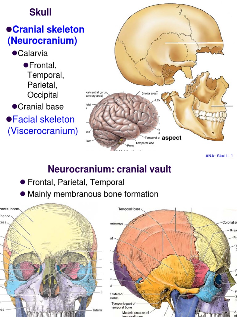 Bone Skull PDF | PDF | Skull | Human Head And Neck