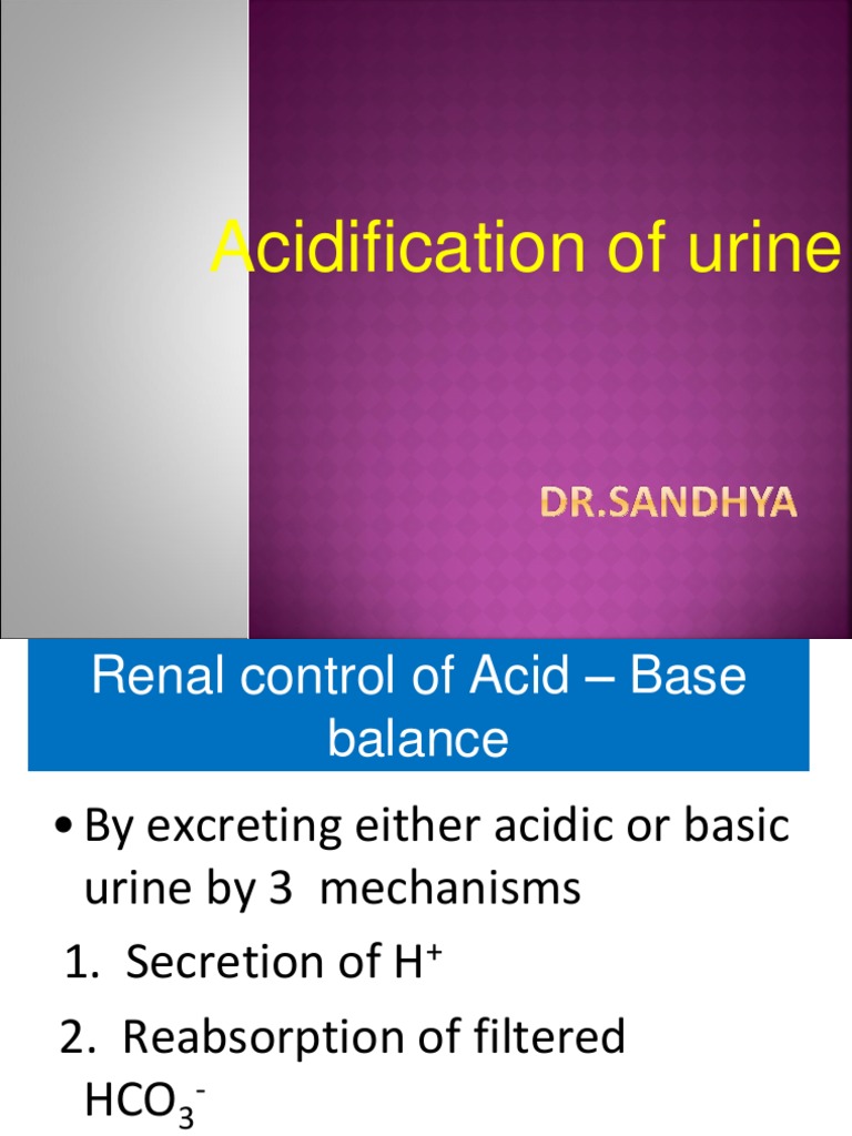 Acidification of Urine | PDF | Kidney | Urinary System