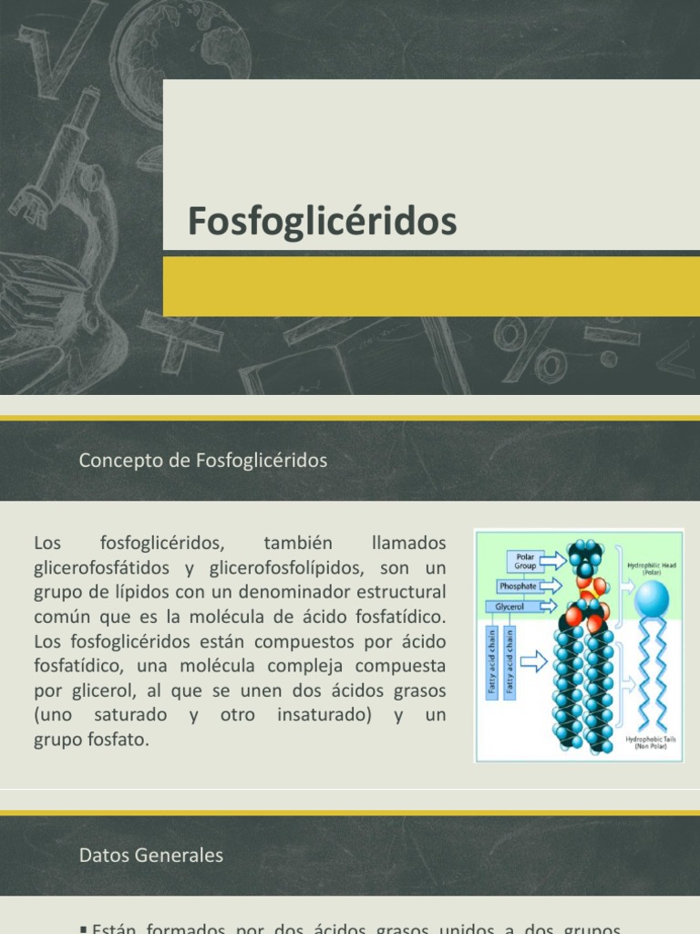 Estructura y funciones de fosfoglicéridos | PDF