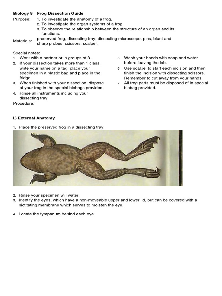 Biology 8 Frog Dissection Guide | PDF | Gastrointestinal Tract | Stomach