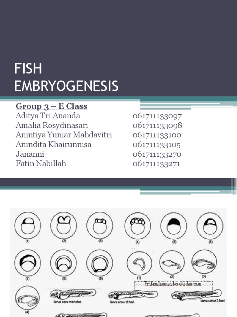 Group 3 - Fish Embryogenesis | PDF | Developmental Biology | Reproduction