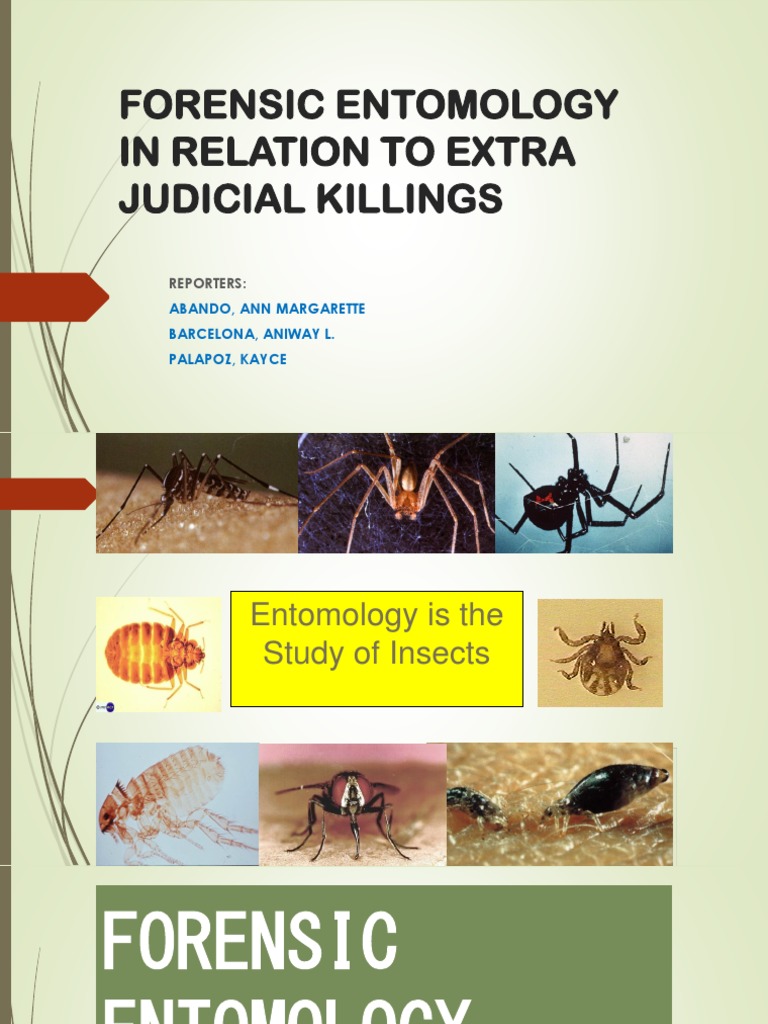 Forensic Entomology in Extrajudicial Killings | PDF | Decomposition ...