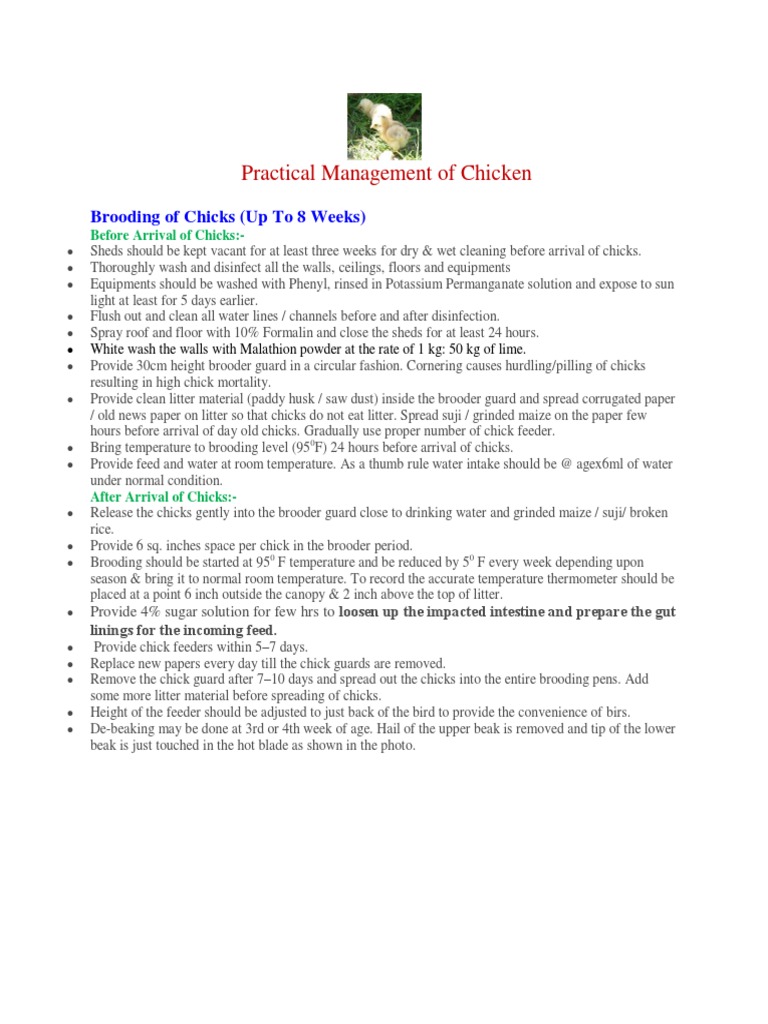 Poultry Management Guide | PDF | Birds | Poultry Farming