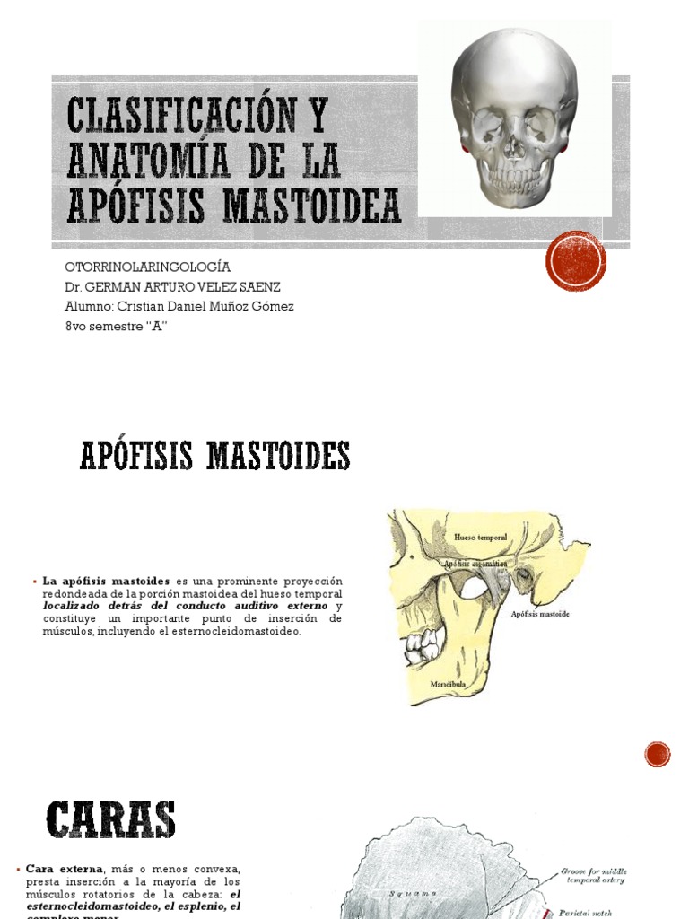 Anatomía de la Apófisis Mastoides | PDF | Anatomía humana | Cabeza y ...