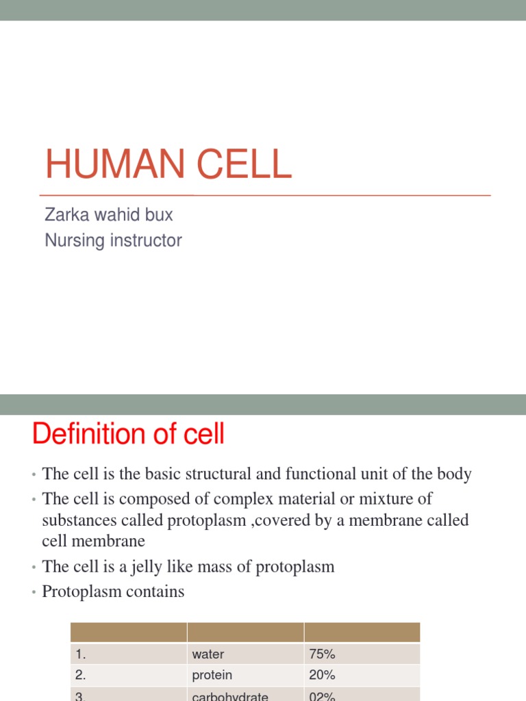 Human Cell | PDF | Cell Nucleus | Cell (Biology)