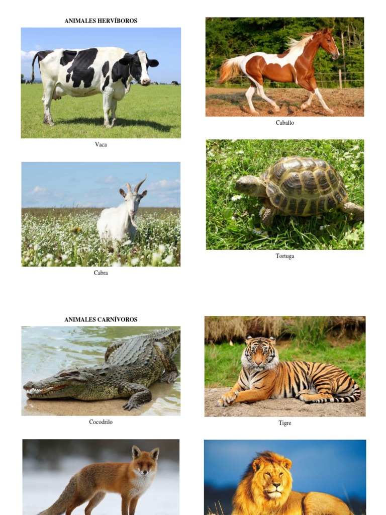Clasificación de Animales: Herbívoros, Carnívoros y Omnívoros | PDF ...
