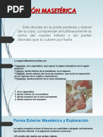 Anatomía de la Región Cigomática | PDF | Anatomía de los primates ...