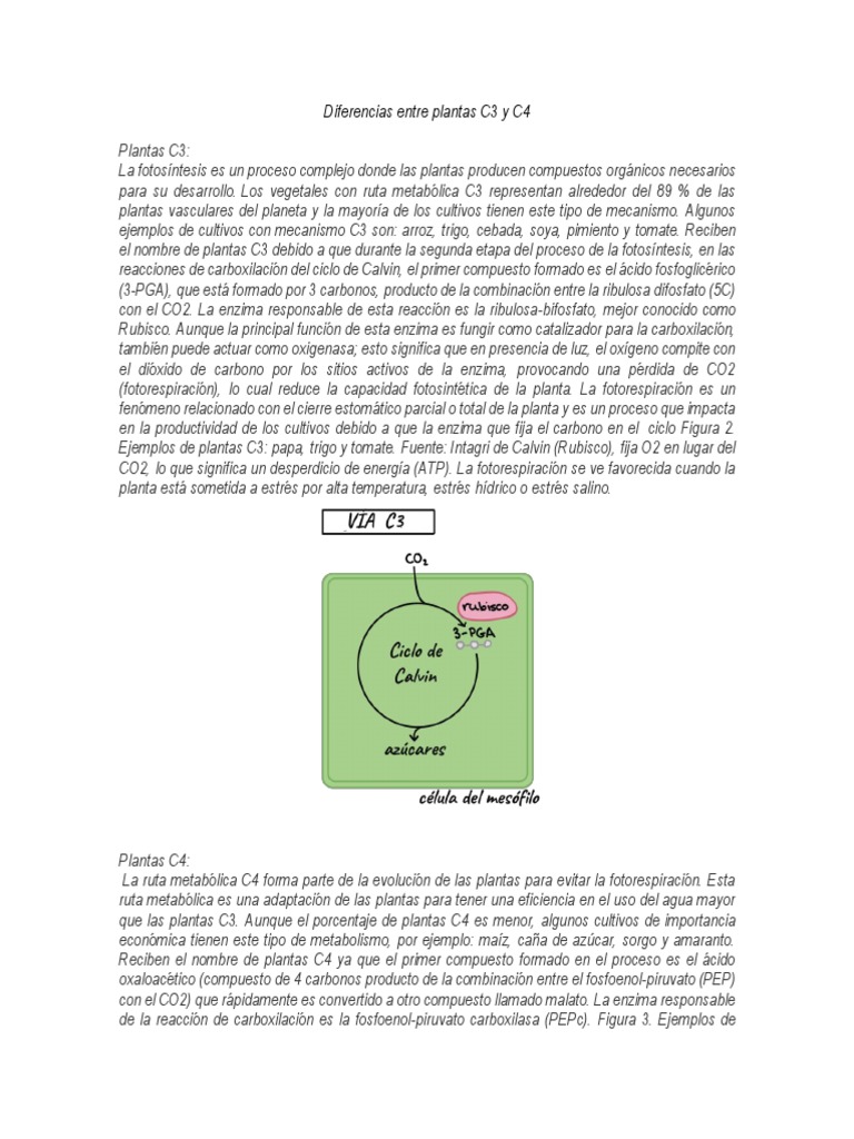 Diferencias Entre Plantas C3 y C4 | PDF | Fotosíntesis | Metabolismo