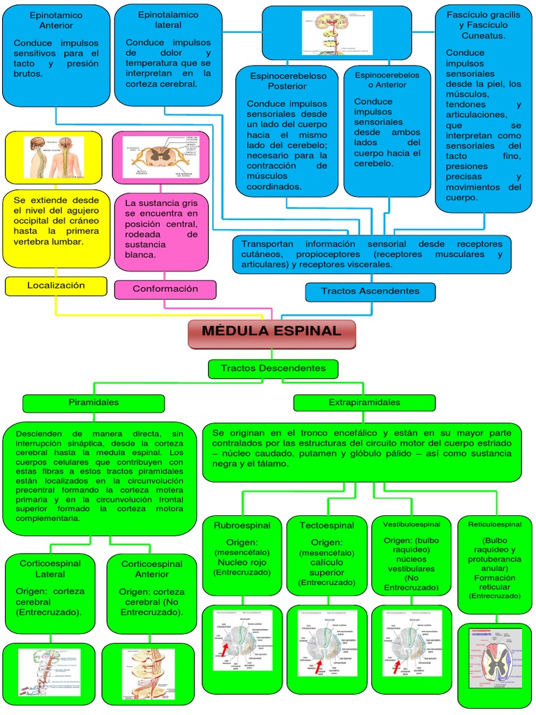 Mapa Mental Del Tema Medula Espinal | PDF | Cerebelo | Cerebro