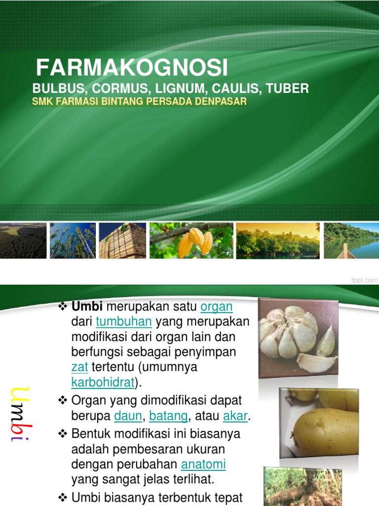 Bulbus 150216070729 Conversion Gate02 | PDF