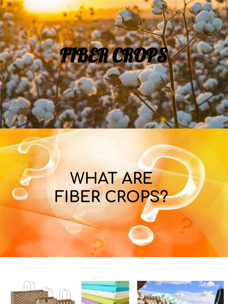 Fiber Crops Presentation | PDF | Botany | Agriculture