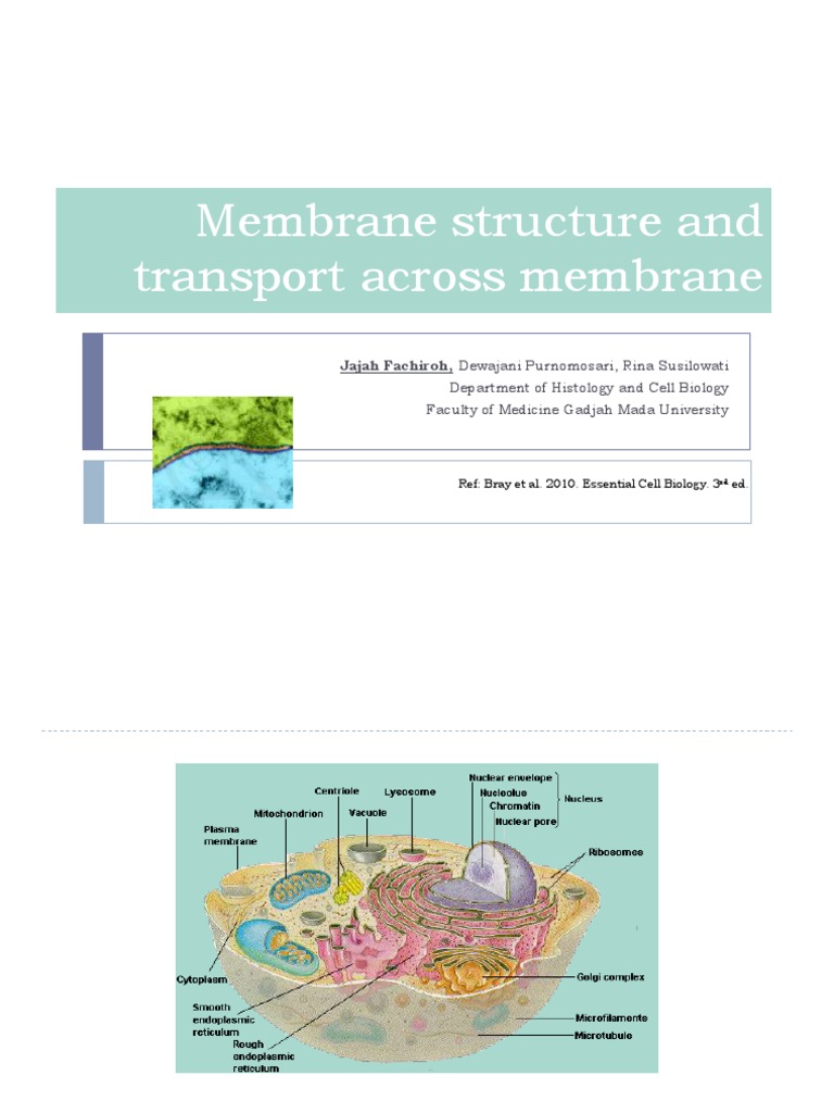 Membrane Structure and Transport Across Membrane: Jajah Fachiroh ...