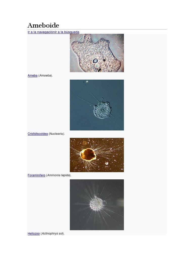 Ameboide | PDF | Biología | Organismos