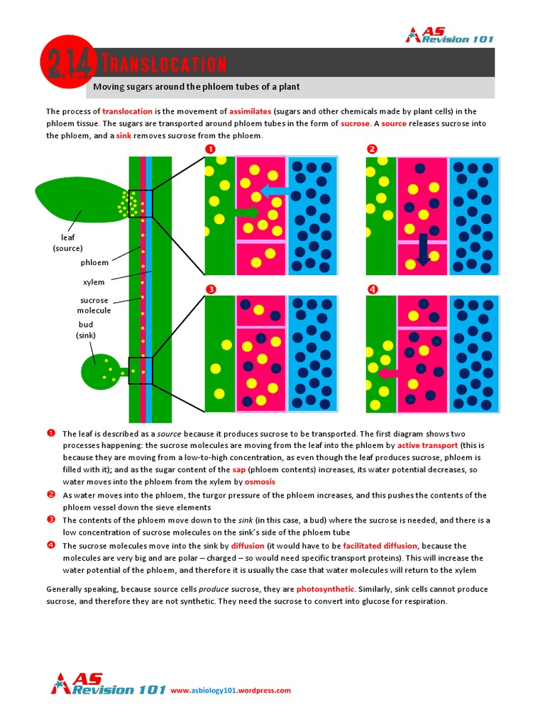 Translocation Revision Notes PDF | PDF | Biochemistry | Chemistry
