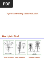Basics of Hybrid Rice | PDF | Hybrid (Biology) | Reproduction