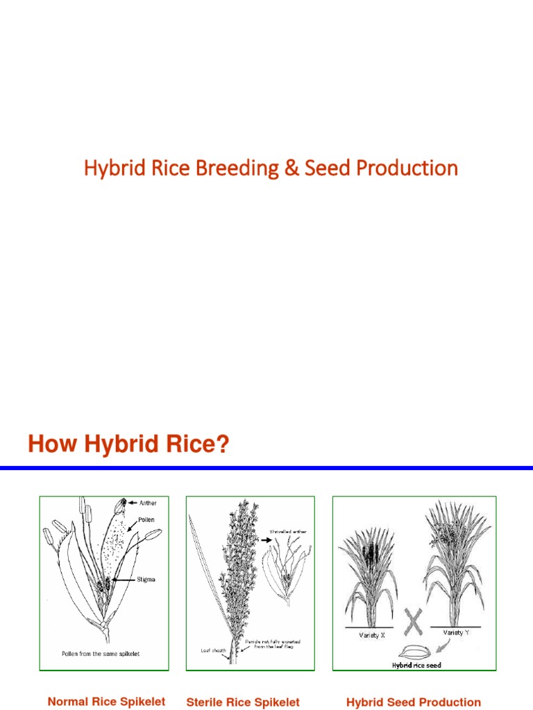 A1764846802 - 12964 - 21 - 2018 - Hybrid Rice Breeding | PDF | Plant ...