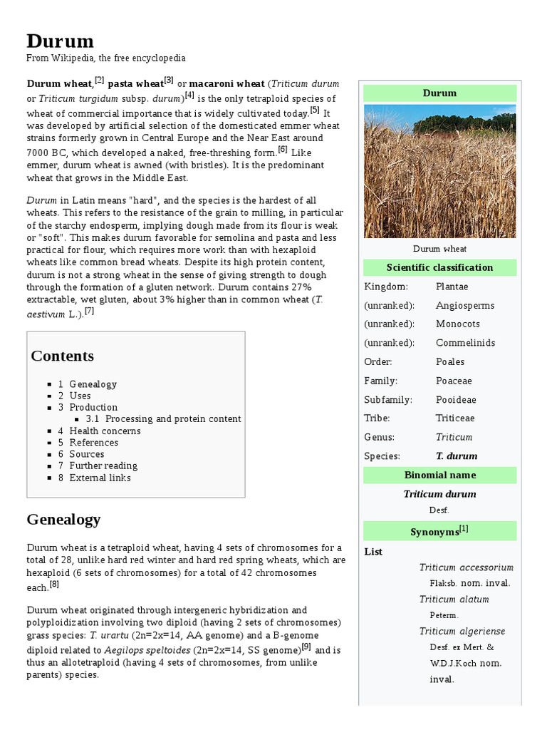 Durum | PDF | Wheat | Staple Foods