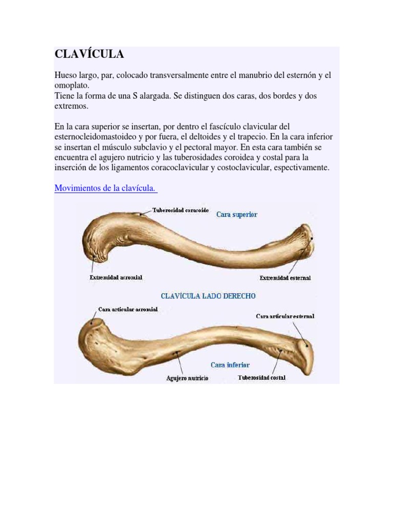 CLAVÍCULA | Articulaciones | Sistema musculoesquelético