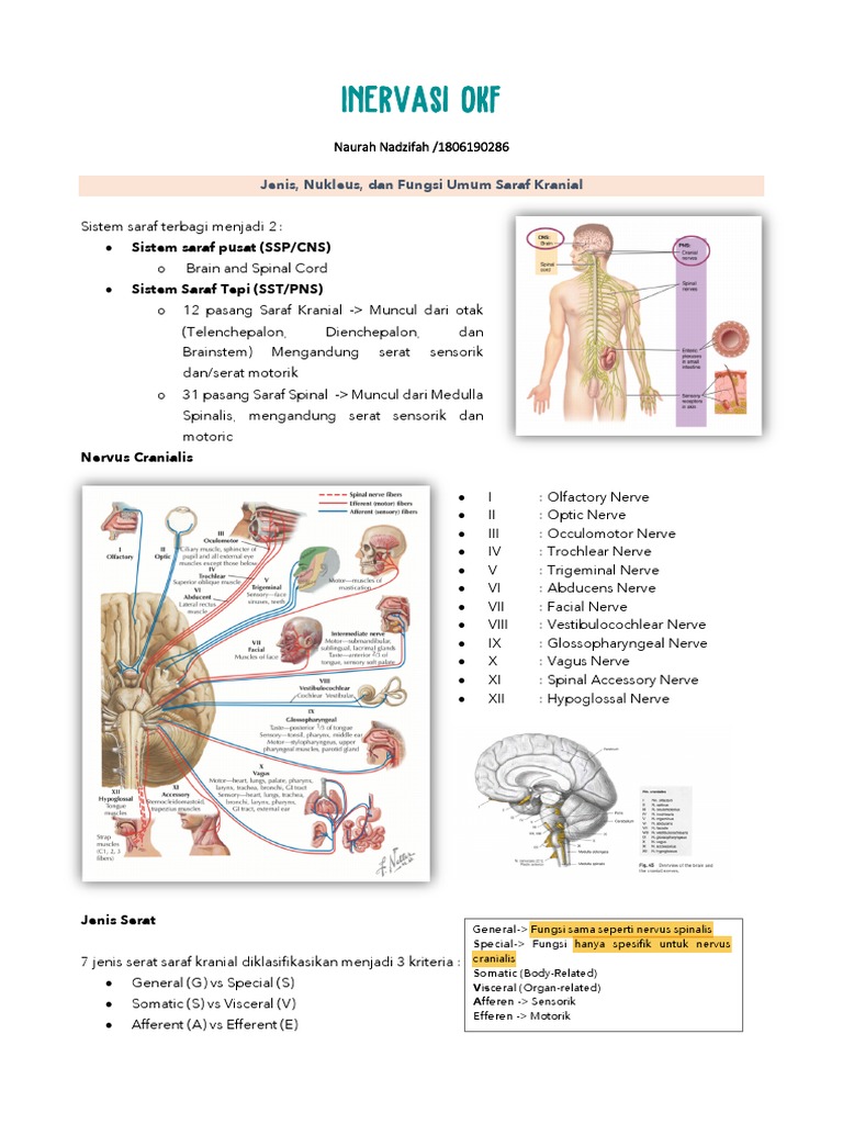 Inervasi OKF | PDF