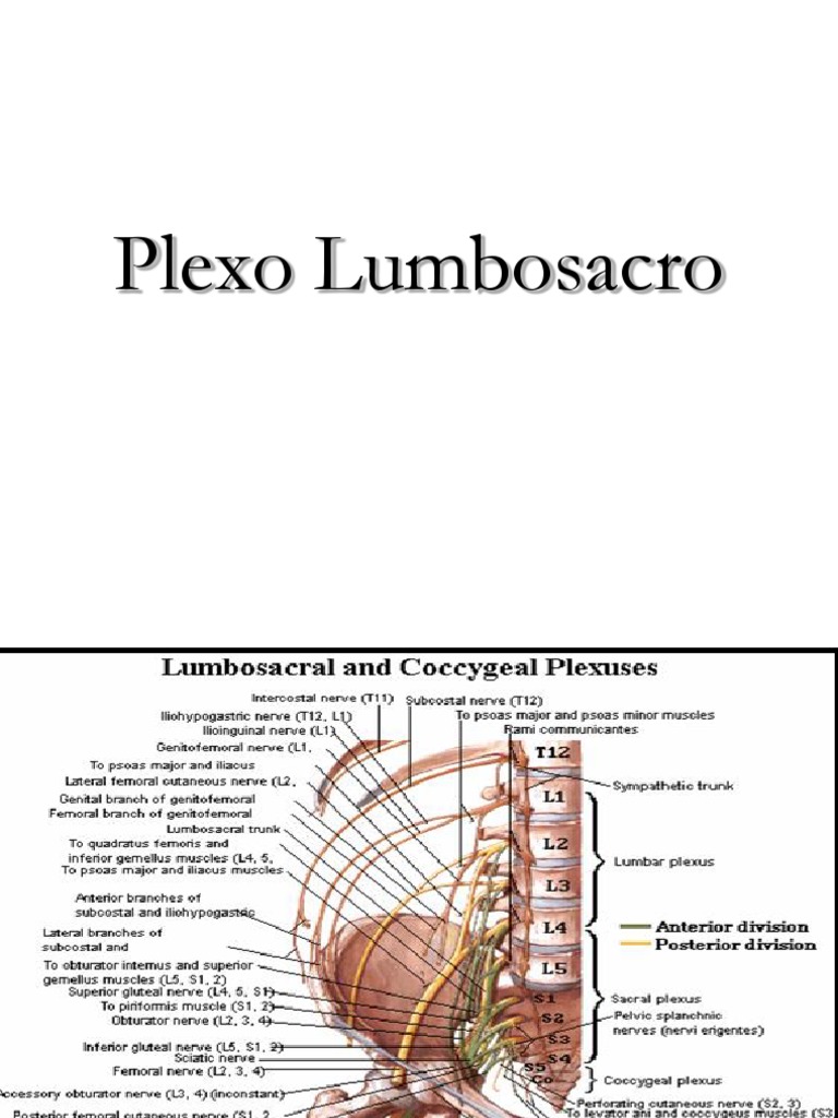 Plexo Lumbosacro PDF | PDF | Tejido suave | Extremidades (anatomía)