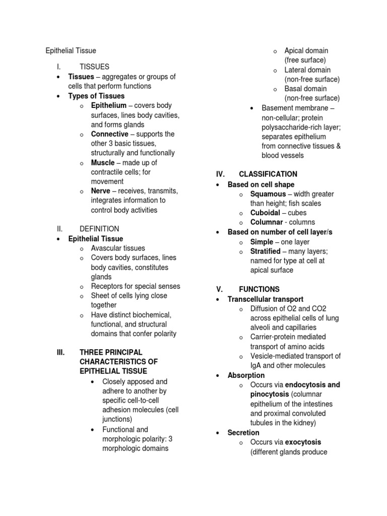 Epithelial Tissue | PDF | Cell Adhesion | Epithelium