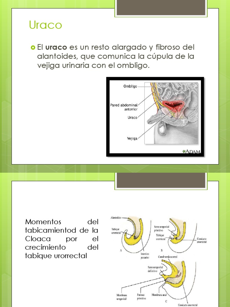 Uraco Embriología | PDF