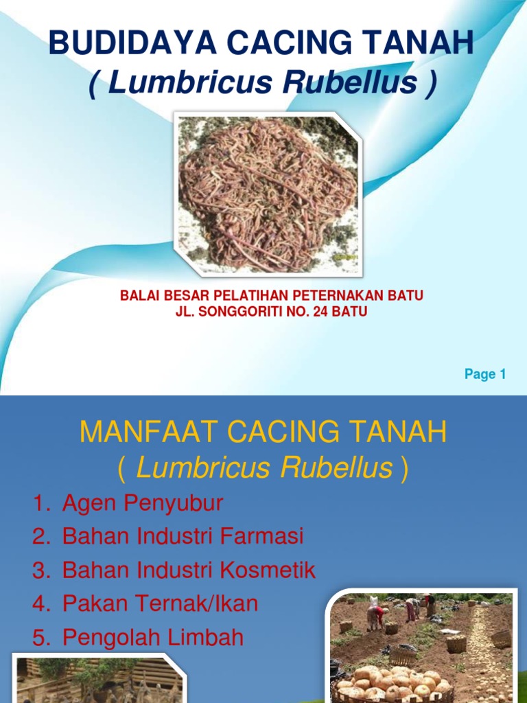 Budidaya Cacing | PDF