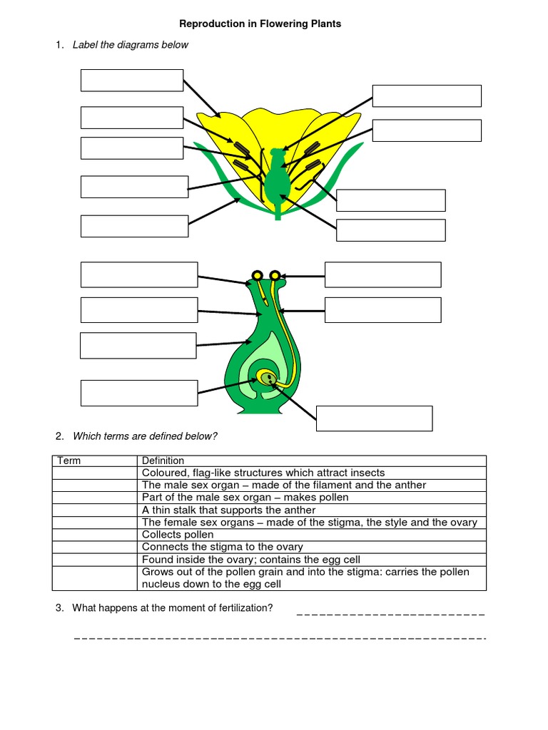 Plant Reproduction Exercise | PDF | Science & Mathematics