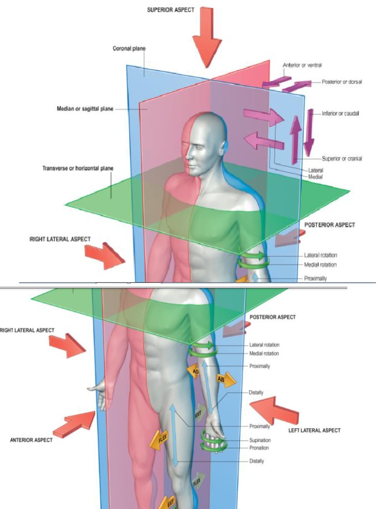 Head and Neck Anatomy | PDF | Neck | Cerebrum